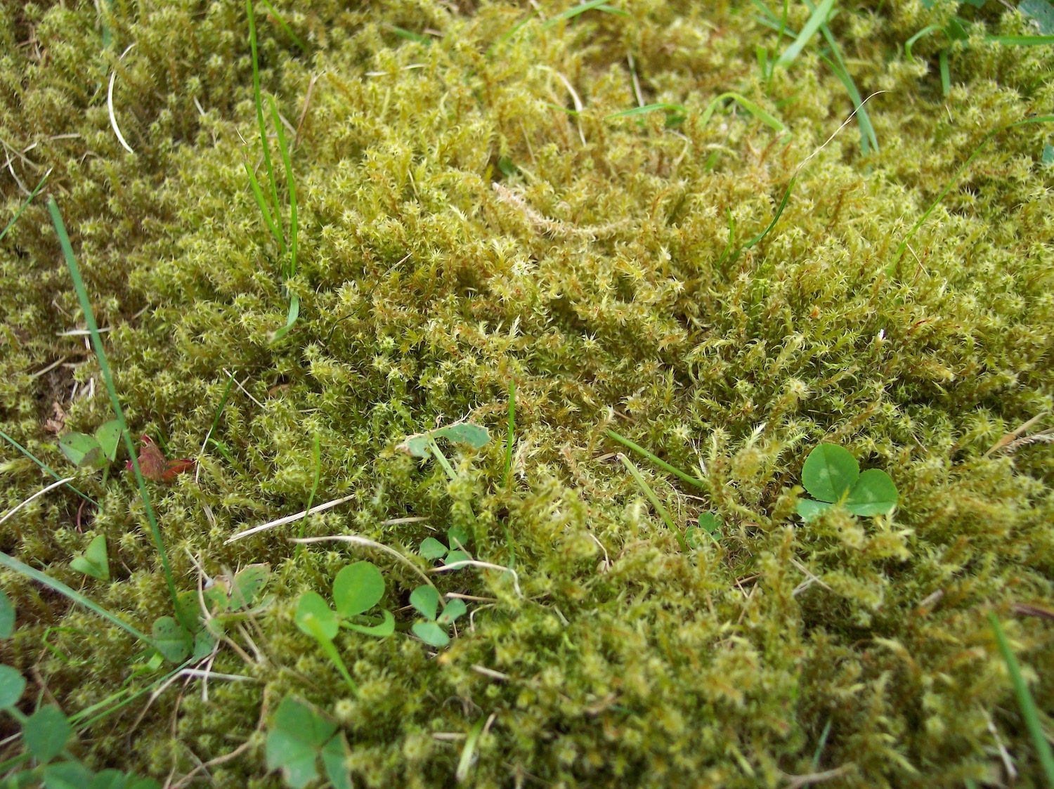 Lawn care | The Landscaper Magazine